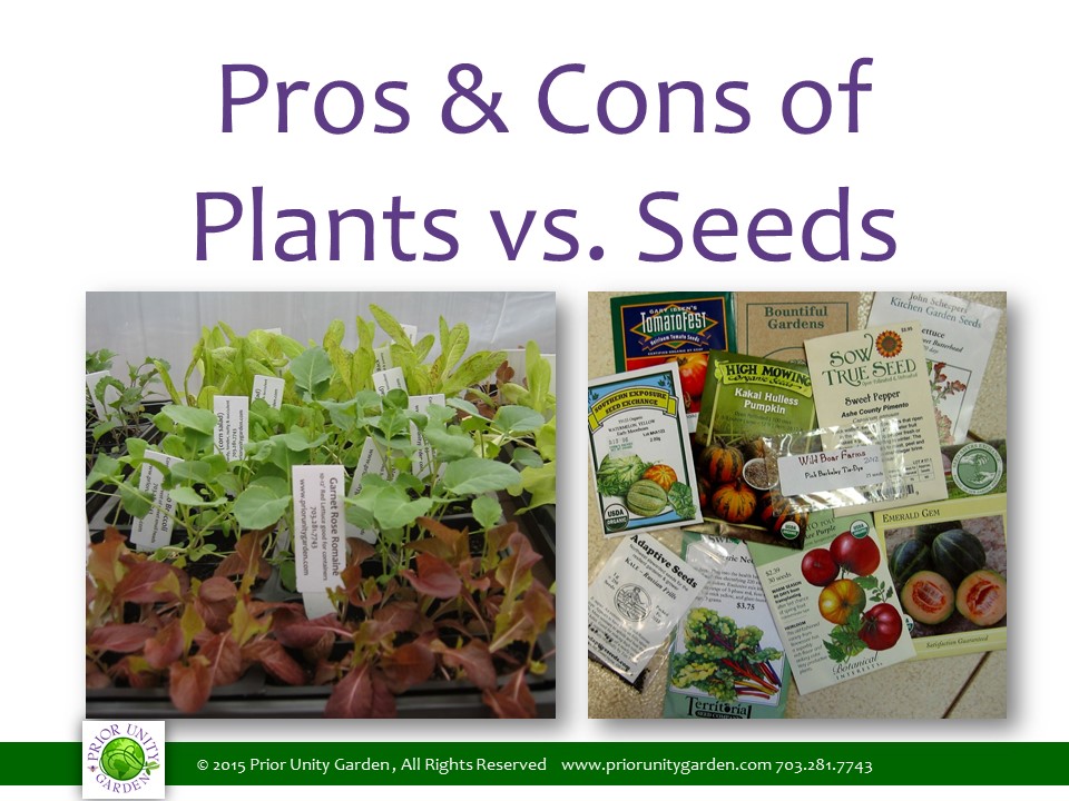Pros & Cons – Plants vs Seeds – Garden Coach Deb